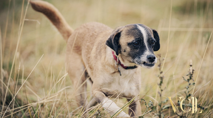 Using the Inventory Product Screen in AviMark | Veterinary Care ...