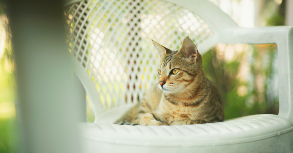 Entering Inventory into Avimark with Purchase Orders | Veterinary Care ...