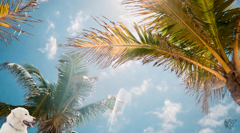 Entering Inventory into Avimark with Purchase Orders | Veterinary Care ...