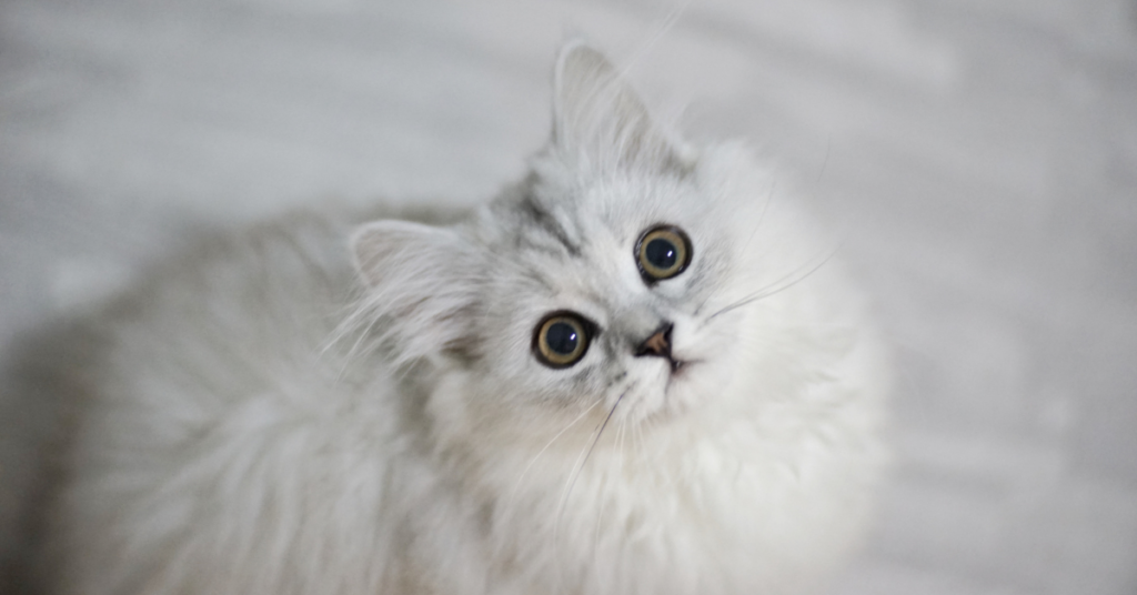 AviMark Inventory Action Codes & Descriptions | Veterinary Care Logistics