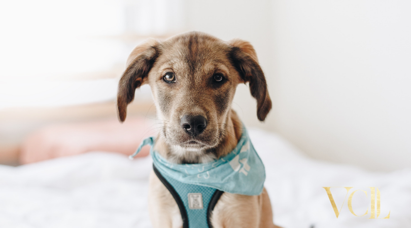 Veterinary Inventory Manager Spotlight | Veterinary Care Logistics